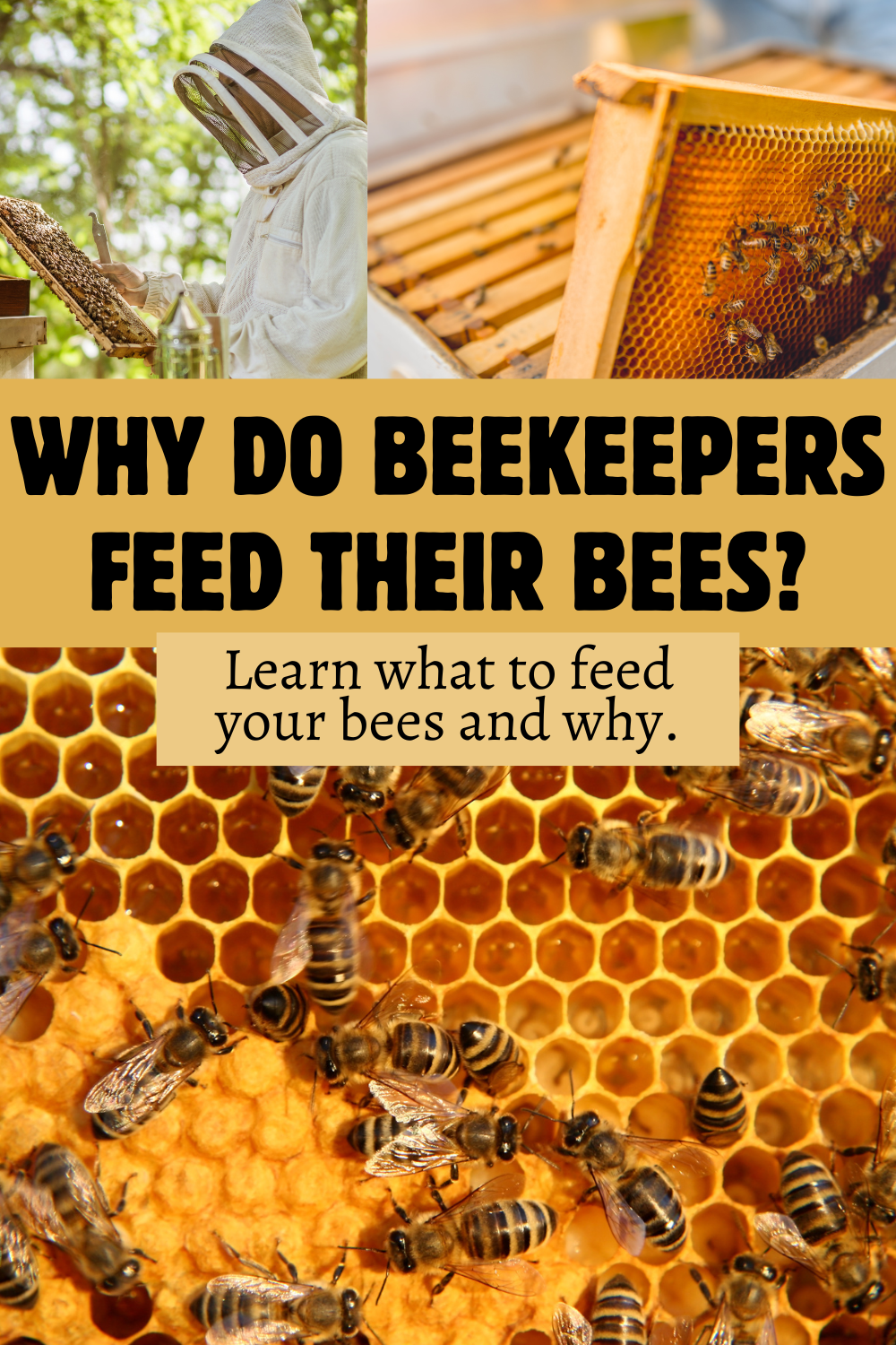 What Beekeepers Feed Their Bees, and Why it's Important - The Rural ...