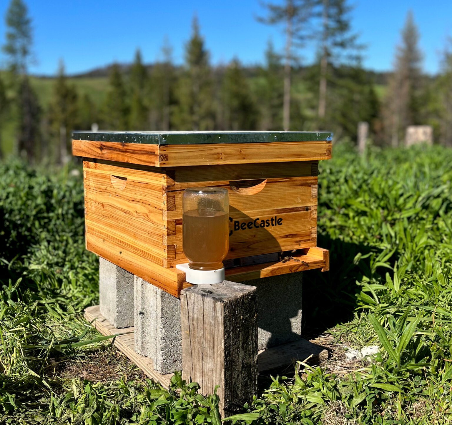How to Decide Placement of Your Beehive - The Rural Homesteader