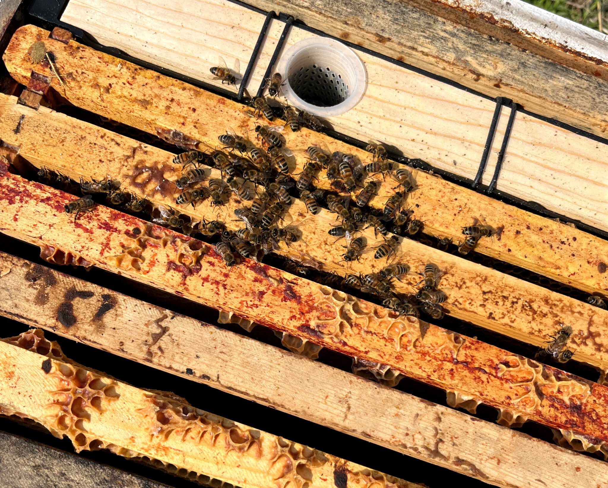 What Beekeepers Feed Their Bees, and Why it's Important - The Rural ...