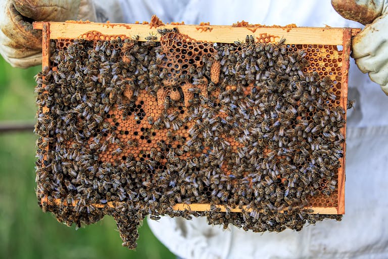 How to Raise Honeybees Without Treatment - The Rural Homesteader