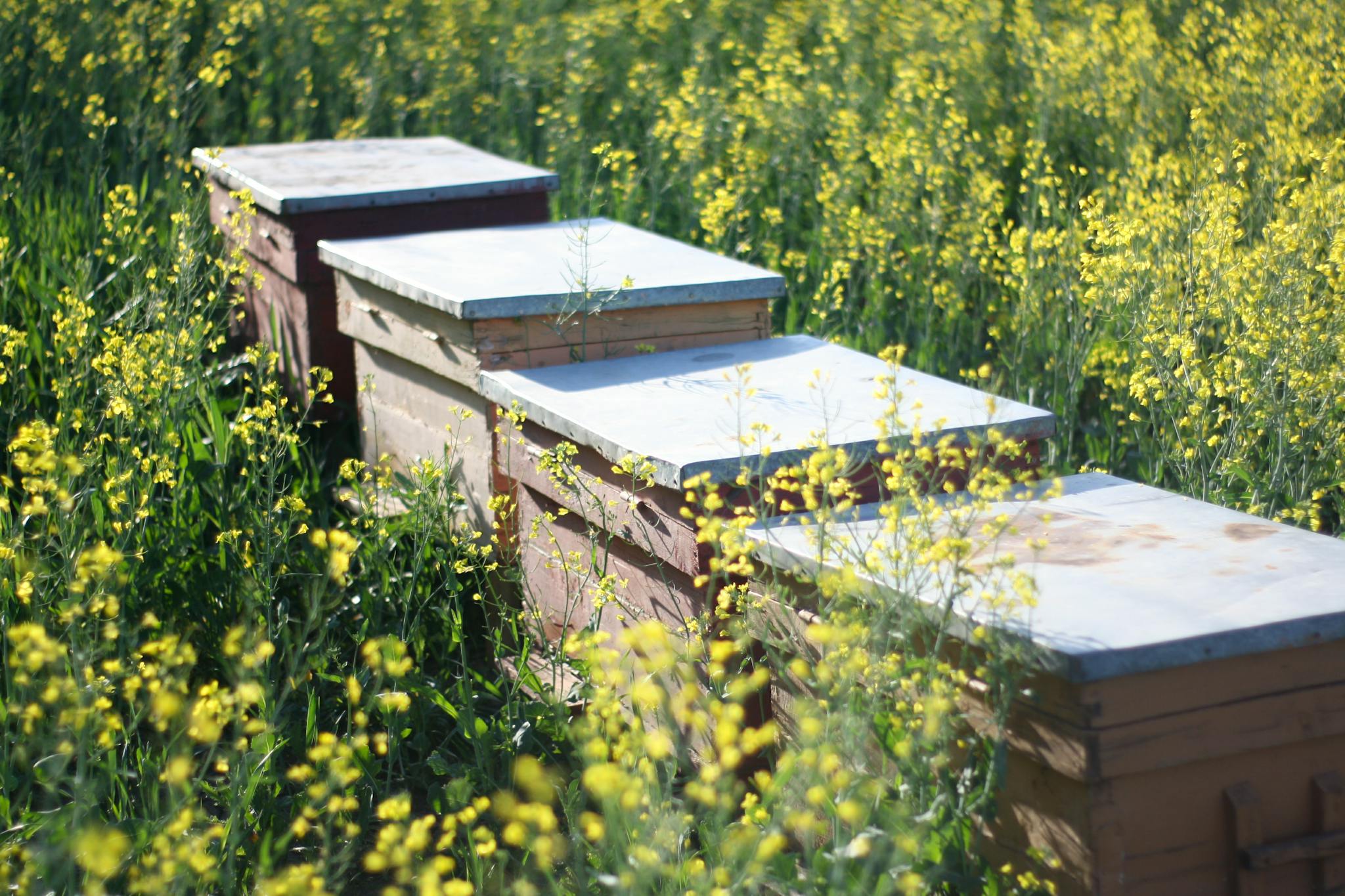 Are Langstroth Hives the Best Choice for Natural Beekeeping? - The ...
